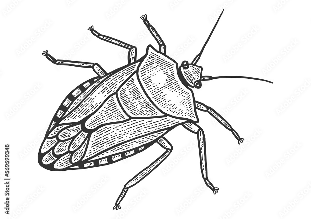 Green shield bug insect sketch engraving PNG illustration with ...
