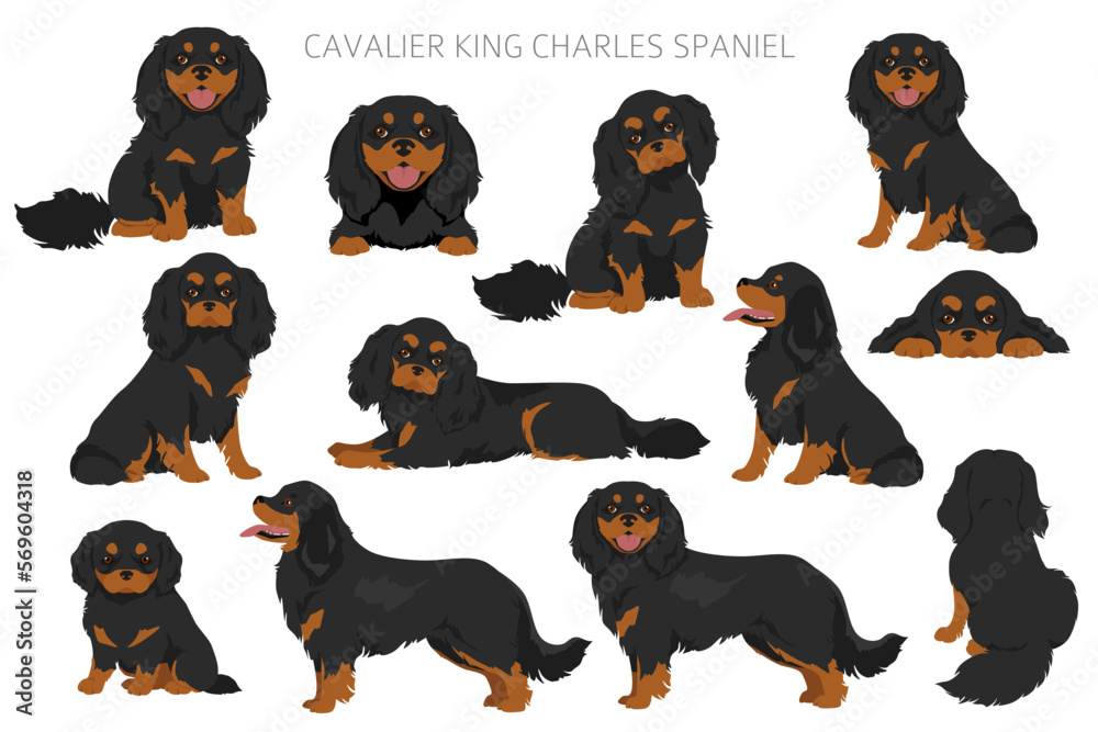 Cavalier King Charles Spaniel clipart. All coat colors set. Different ...