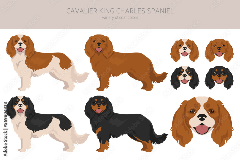 Cavalier King Charles Spaniel clipart. All coat colors set. Different ...