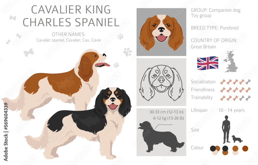 Vetor de Cavalier King Charles Spaniel clipart. All coat colors set ...