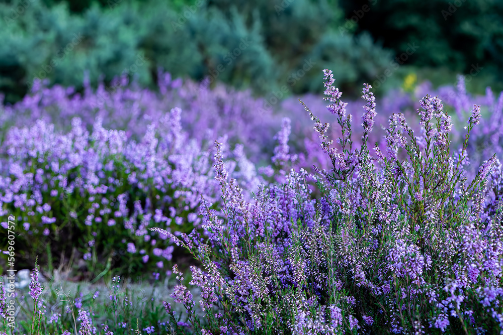 Gorgeous purple common heather, also known as ling with the latin name ...