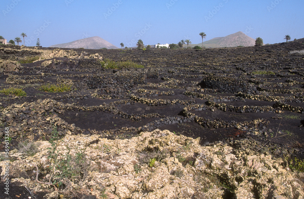 Culture de la vigne, Lave, Volcan, Ile de Lanzarote, Canaries, Espagne ...