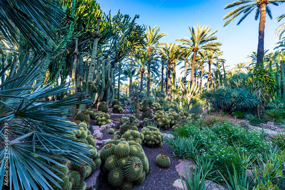Cactus garden, Palm trees, Palmeral (Palm Grove) of Elche, UNESCO World ...