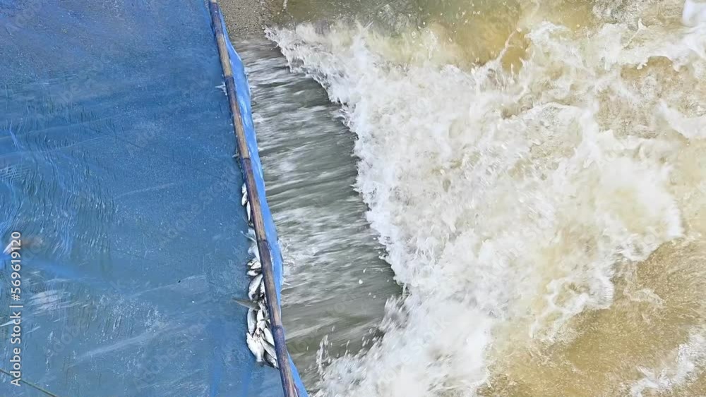 Slow motion footage if fish jumping into fish trap while the dam is ...
