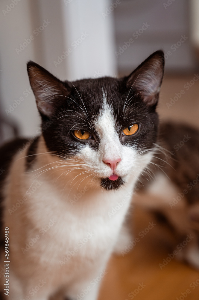 Black and white funny meme cat looking into camera giving grumpy ...