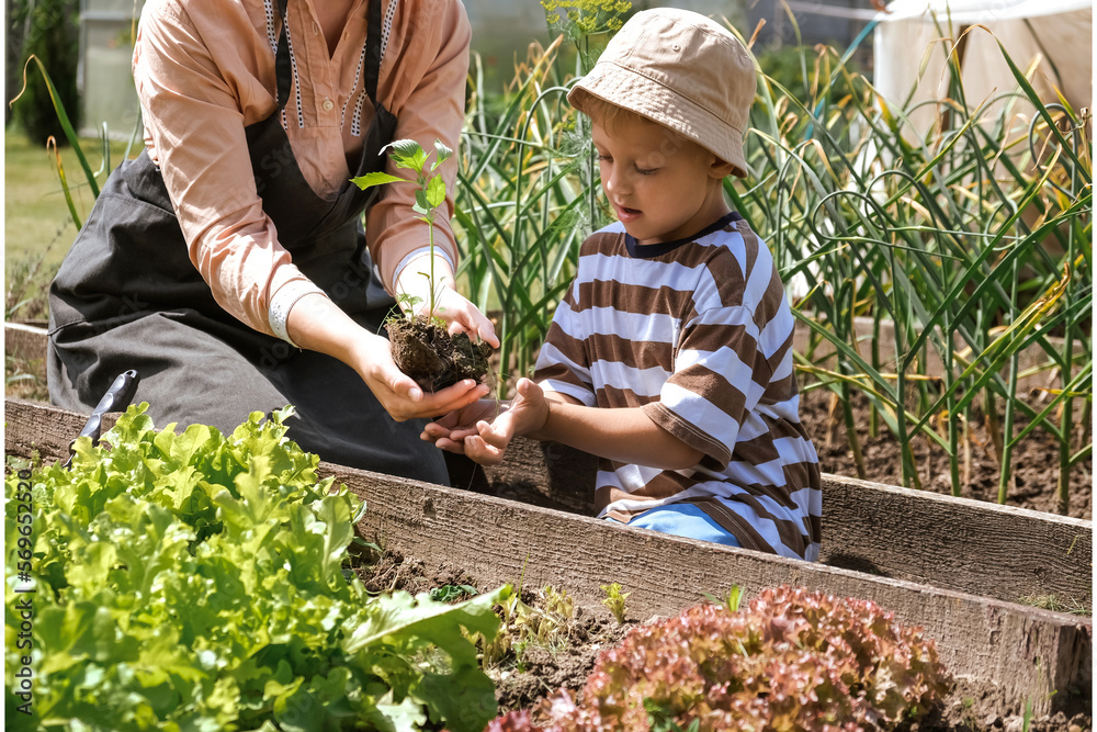 Gardening Family gardeners plant a plant in the ground.Agroculture ...