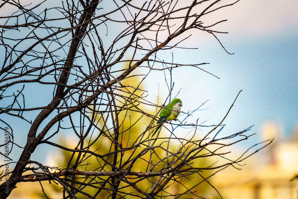 Monk parakeet also known as the Quaker parrot, is a species of true ...