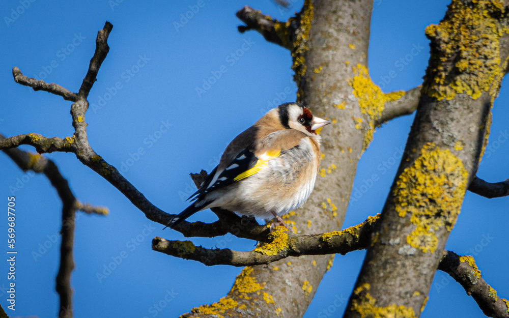 European goldfinch (Carduelis carduelis) is sitting on the branch on ...
