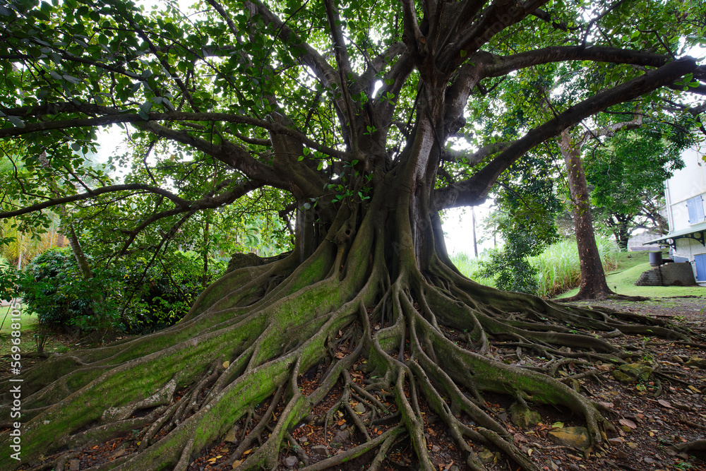 Poster Giant fig tree in public park seen in Martinique island. – Wall ...