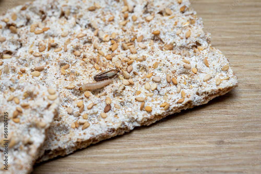 crispbread infested with food moth and associated caterpillar Stock ...