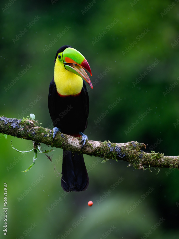 Keel-billed Toucan with open beak portrait on mossy stick and rainy day ...