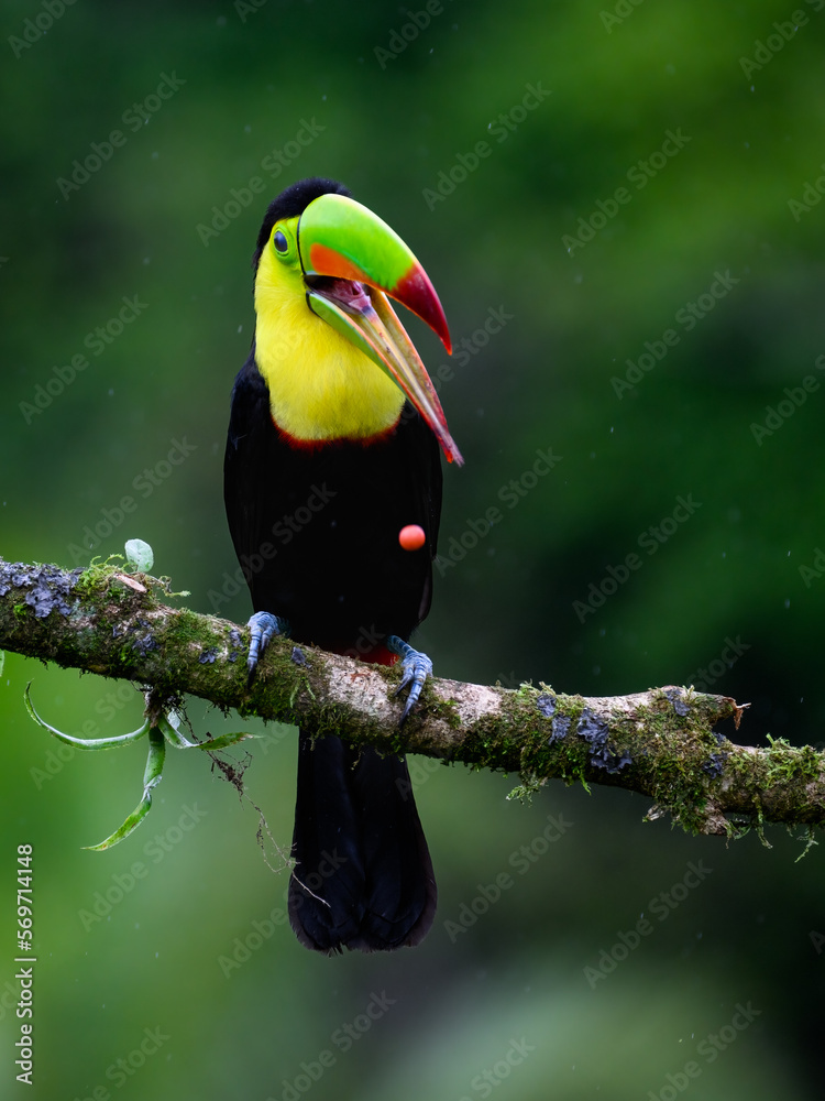 Keel-billed Toucan with open beak portrait on mossy stick and rainy day ...
