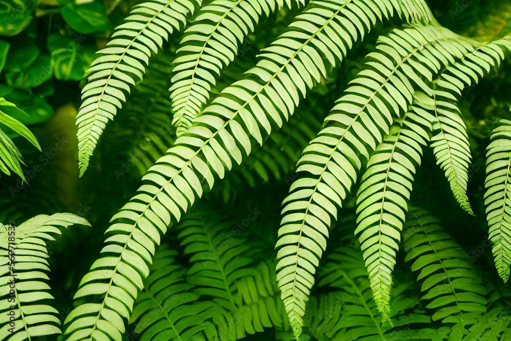 Green and variegated leaves of tropical foliage plant bush with various ...