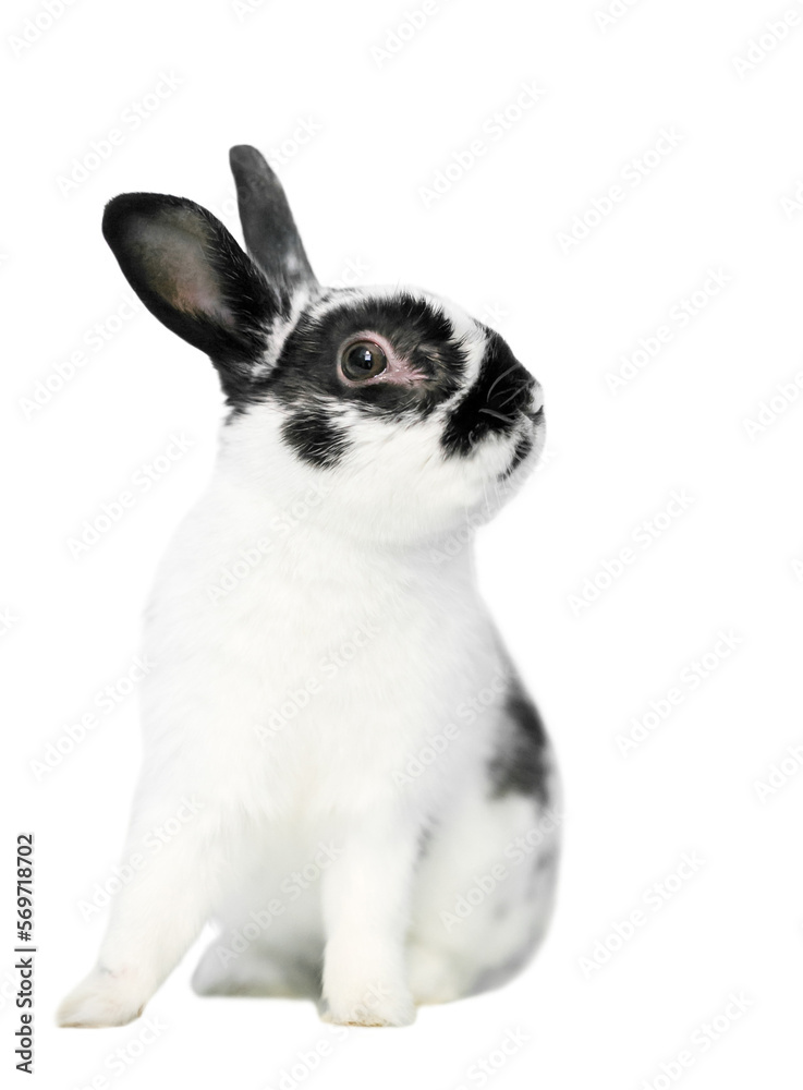 A black and white Dwarf rabbit sitting with a transparent background ...