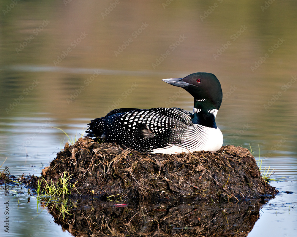 Loon Photo Stock. Loon Nest Image. Loon on Lake. Loon in Wetland ...