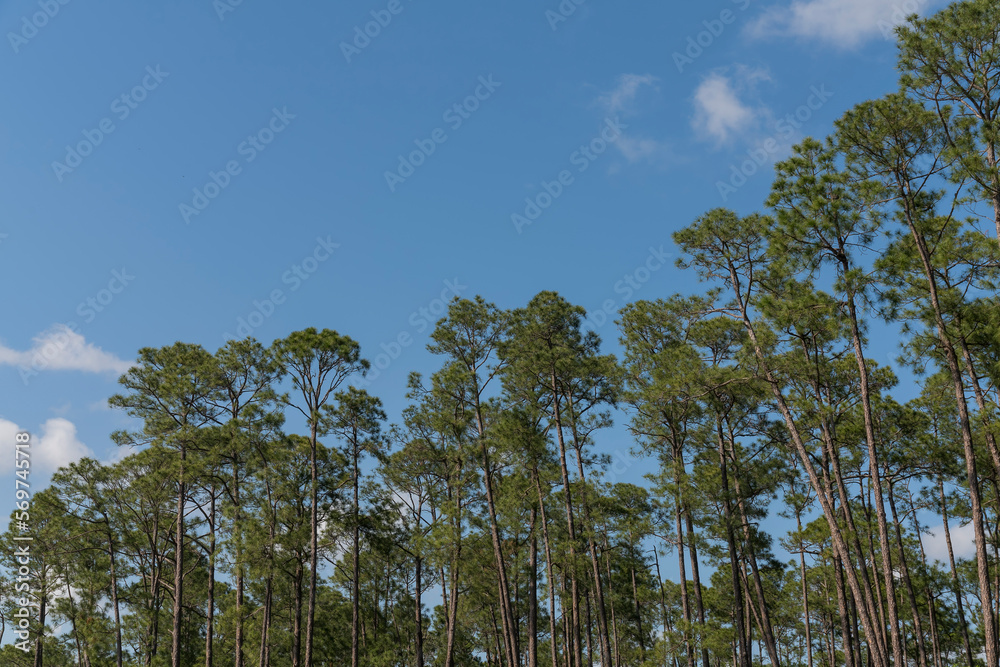 Low angle view of tall trees against the blue sky in Navarre, Florida ...