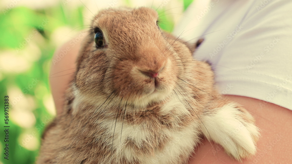 Easter Bunny in hands of child boy. Kid wears an adorable little brown ...