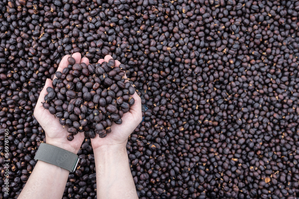 Natural dry process it is suitable for presenting a variety of coffee ...