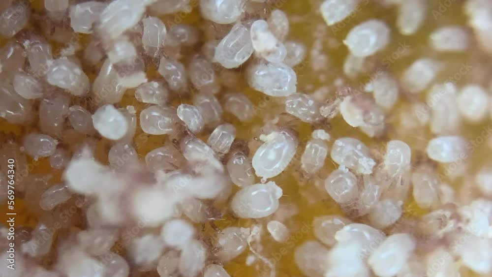Microscope View of Flour mite (acari) Acarus sp. , family Acaridae. The ...