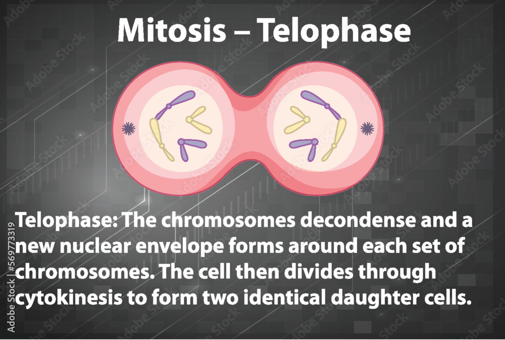 Process of mitosis telophase with explanations Stock Vector | Adobe Stock