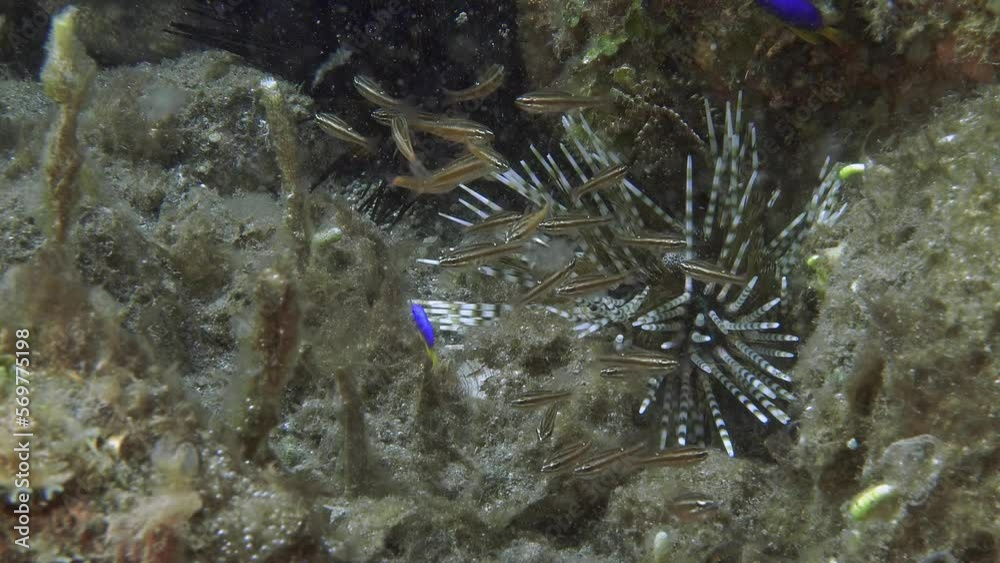 Small fish hide between stones. Moluccan Cardinalfish (Ostorhinchus ...