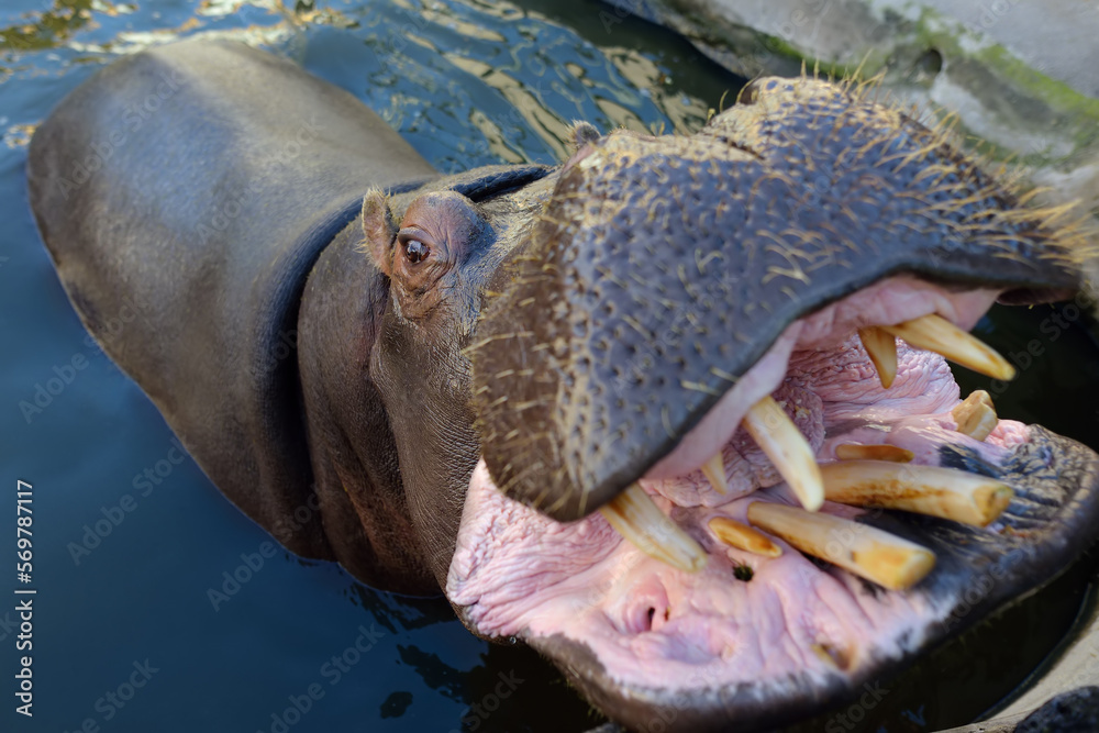 Africa angry hippo is on the water. Hippopotamus amphibius with a wide ...
