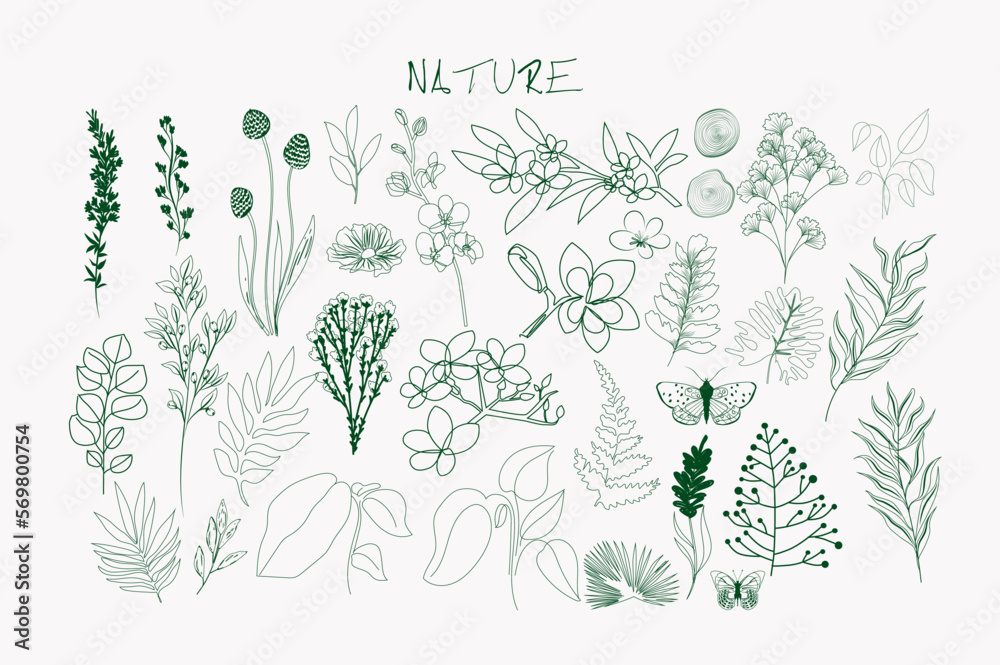 Collection of nature line art elements. Herbs and flowers icons ...