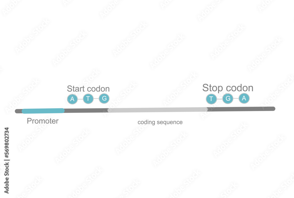The structural model of important point on DNA stand for mRNA ...