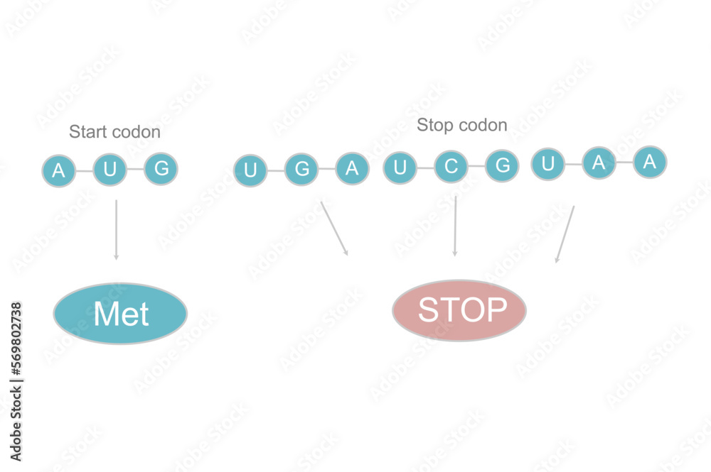 Poster The 3 nucleotide sequence of start and stop codon that shows RNA ...