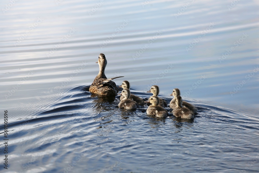 cute ducklings (duck babies) following mother in a queue, symbolic ...