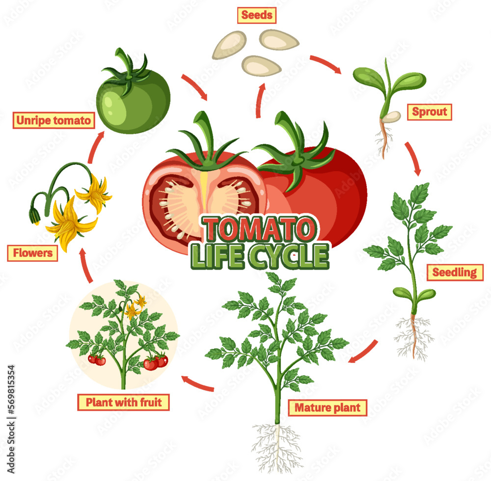 Life cycle of a tomato plant diagram Stock Vector | Adobe Stock
