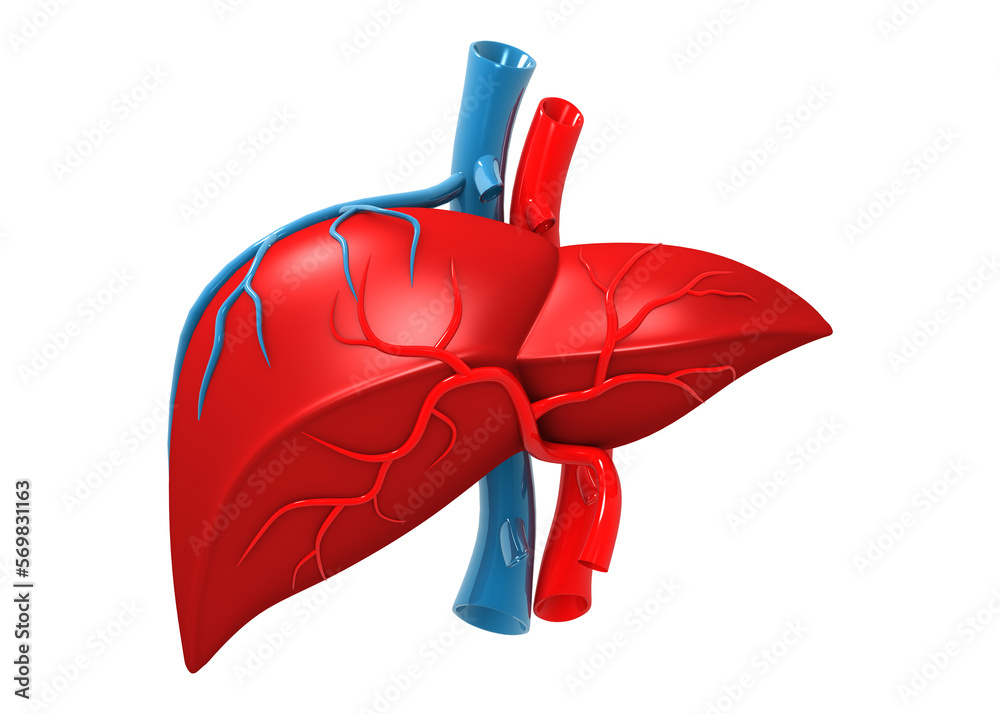 Healthy human liver anatomy isolated on white background. 3d ...