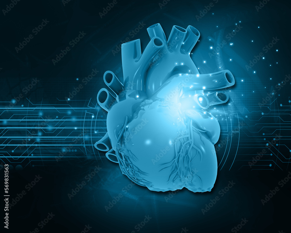 Human heart anatomy. Digital 3d illustration.. Stock Illustration ...