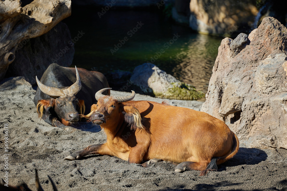 Two African Forest buffaloes lie in the sun. Red and black. Stock Photo ...