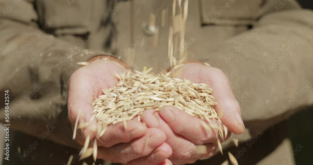 Video Stock Farmer inspects his crop of hands hold ripe oat seeds ...