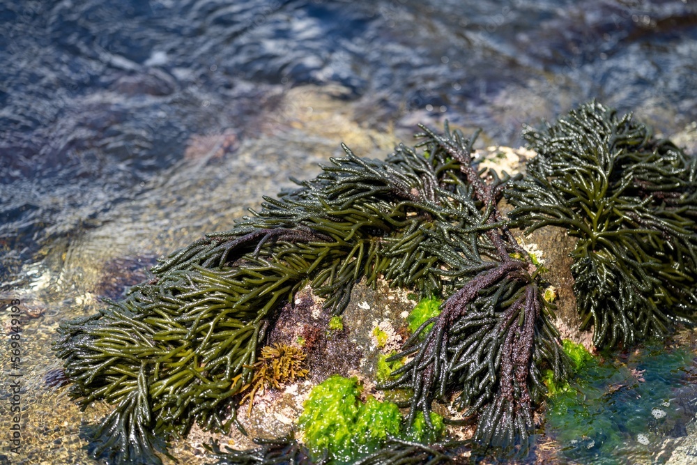 Bull kelp seaweed growing on rocks. Edible sea weed ready to harvest in ...