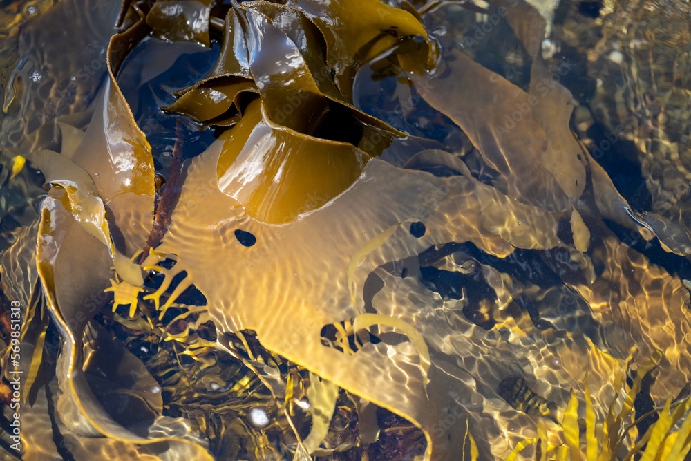 Seaweed and bull kelp growing on rocks in the ocean in australia. Waves ...
