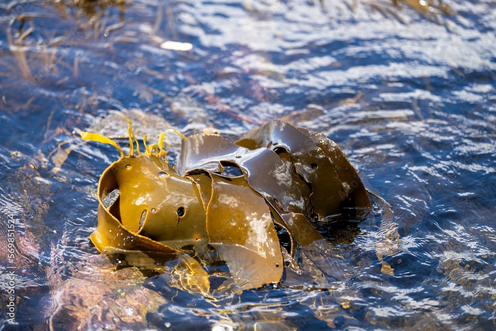 Seaweed and bull kelp growing on rocks in the ocean in australia. Waves ...