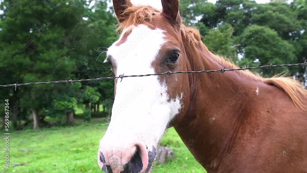 A horse in open field eating grassu during the summer in brazil ...