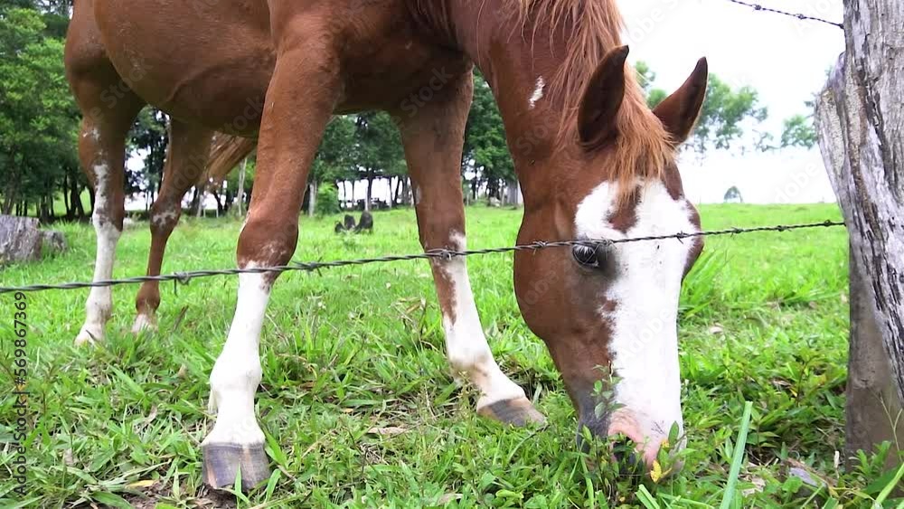 A horse in open field eating grassu during the summer in brazil ...