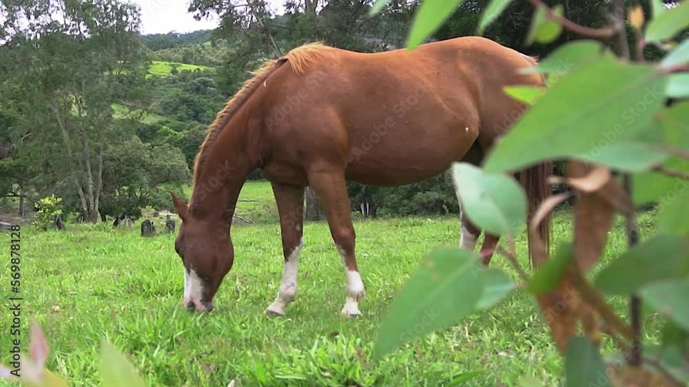 A horse in open field eating grassu during the summer in brazil ...