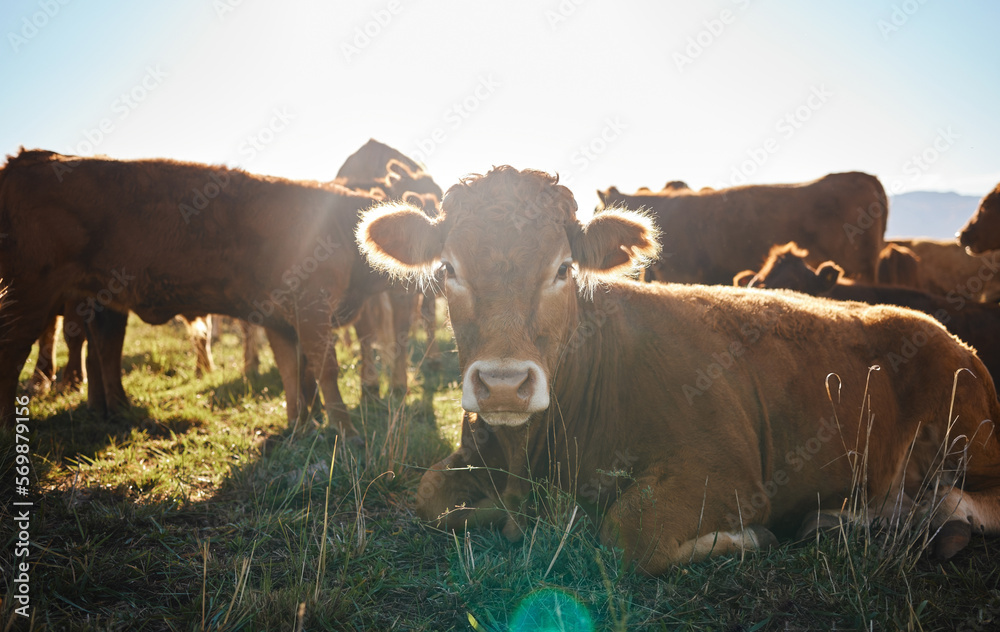 Summer farm, sustainability and cows on field, happy animals in ...