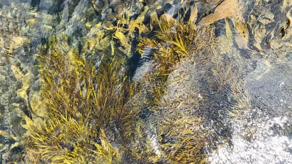 Vidéo Stock Seaweed and bull kelp growing on rocks in the ocean in ...