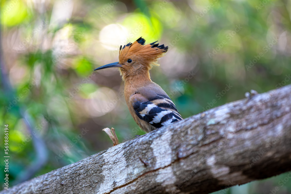 Madagascar hoopoe (Upupa marginata), species of hoopoe in the family ...