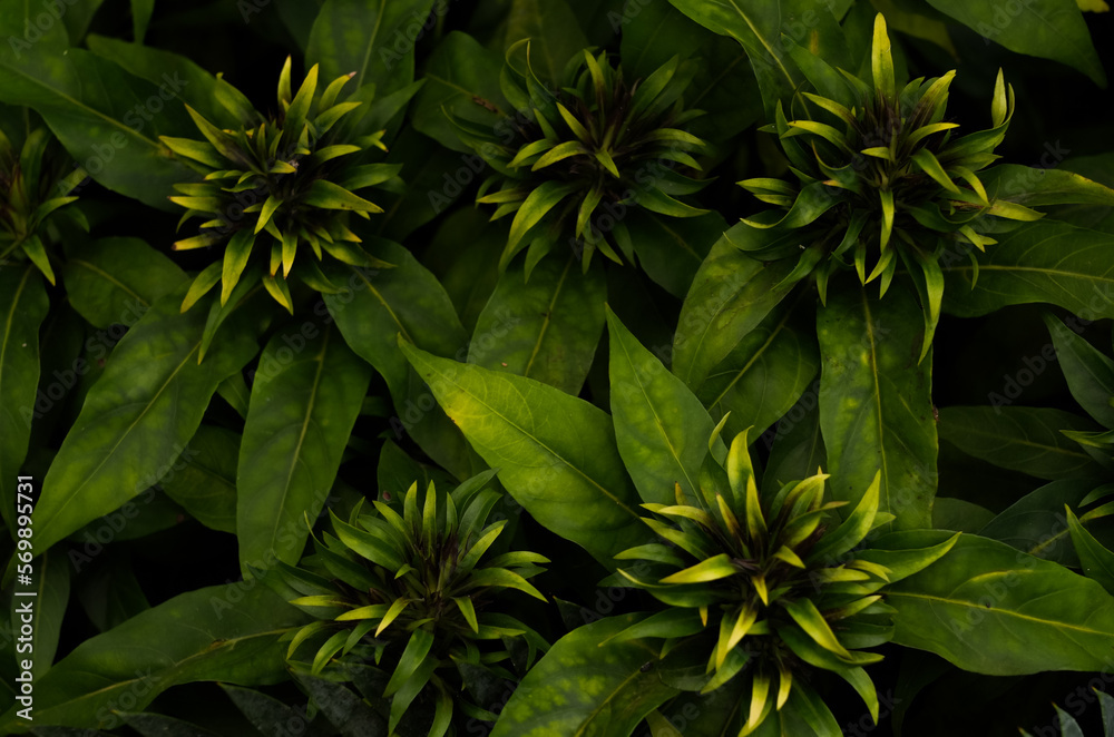 Beloperone plumbaginifolia as a background. Green plant close-up ...