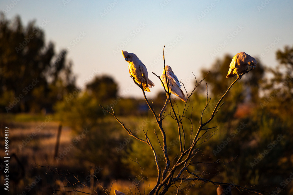 A group of beautiful cute Little corella (short-billed corella, little ...