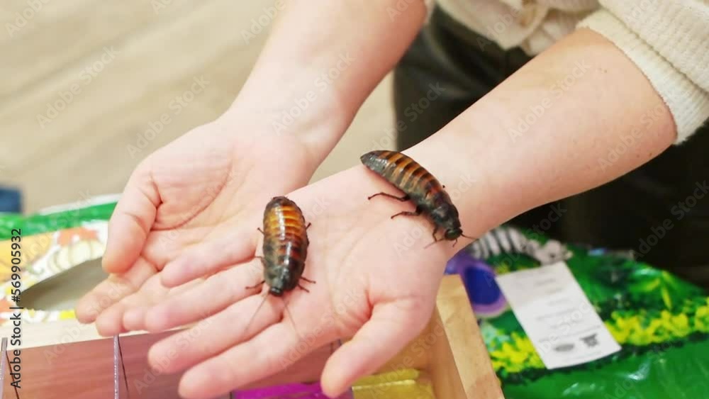 Madagascar hissing cockroach. Media. Pet in hand. Interaction between ...