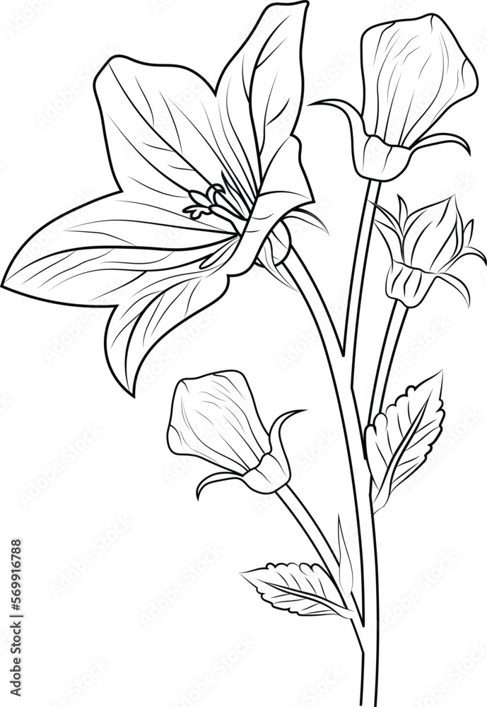 bluebell line drawing, bellflower coloring book hand drawn botanical ...