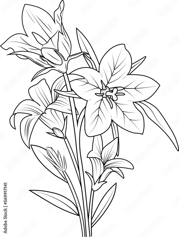 pencil bluebell drawing, bellflowers illustration coloring page ...