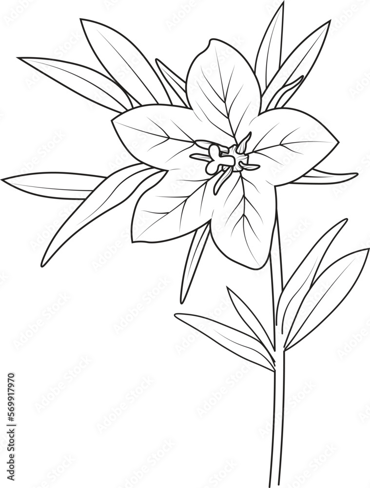 pencil bluebell drawing, Flowers coloring pages, book, Vector sketch of ...